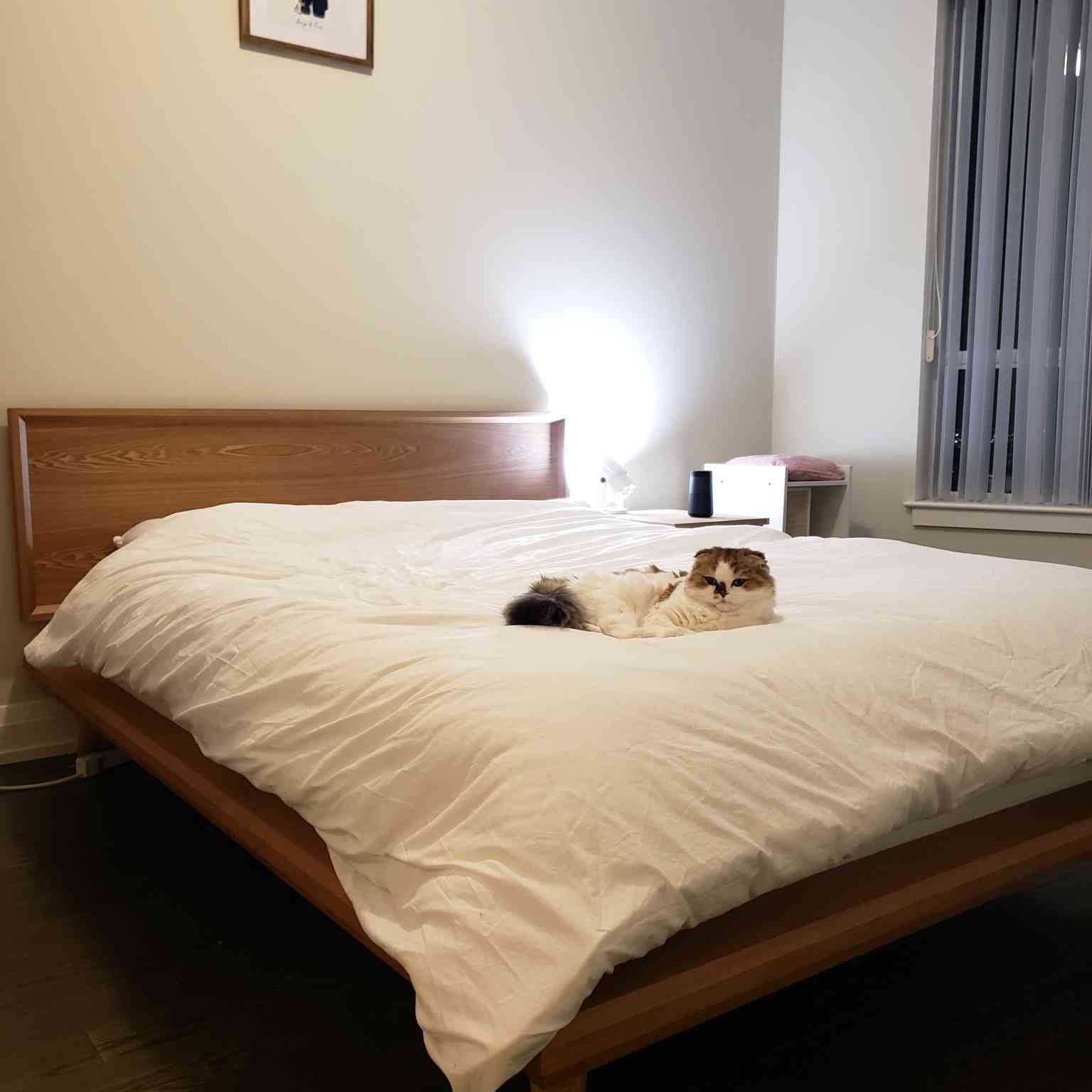 Asher Bed | Mid-Century Modern Bed | Rove Concepts